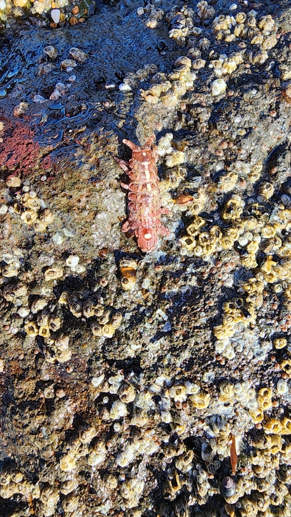 Rockweed isopod in June 2024 by awolfinthewild · iNaturalist