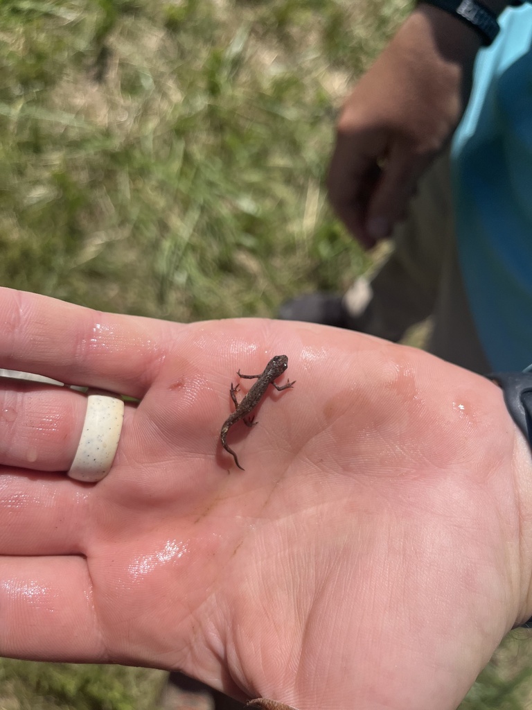 Eastern Newt from Shawnee National Forest, Makanda, IL, US on June 11 ...