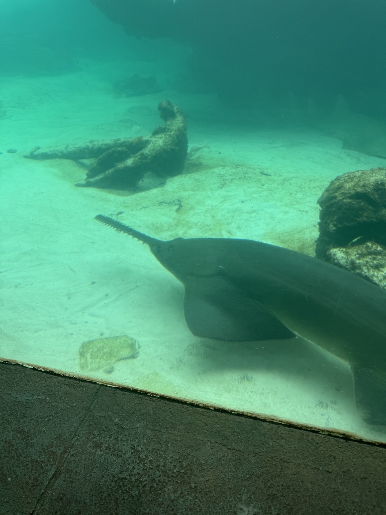 Sawfishes from Paradise Island, Nassau, BS on June 11, 2024 at 01:07 PM ...