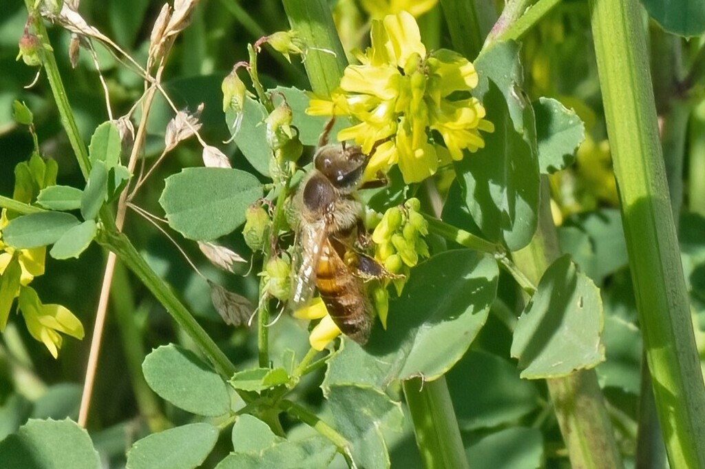 Western Honey Bee from Lancaster County, NE, USA on June 11, 2024 at 10 ...