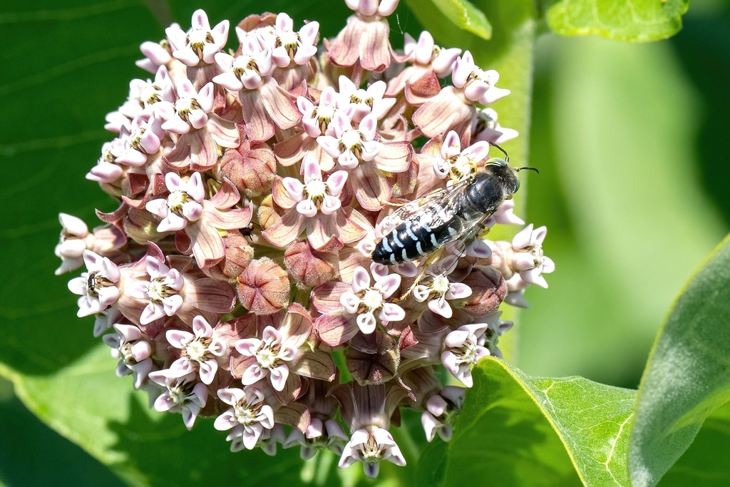 American Sand Wasp from Lancaster County, NE, USA on June 11, 2024 at ...