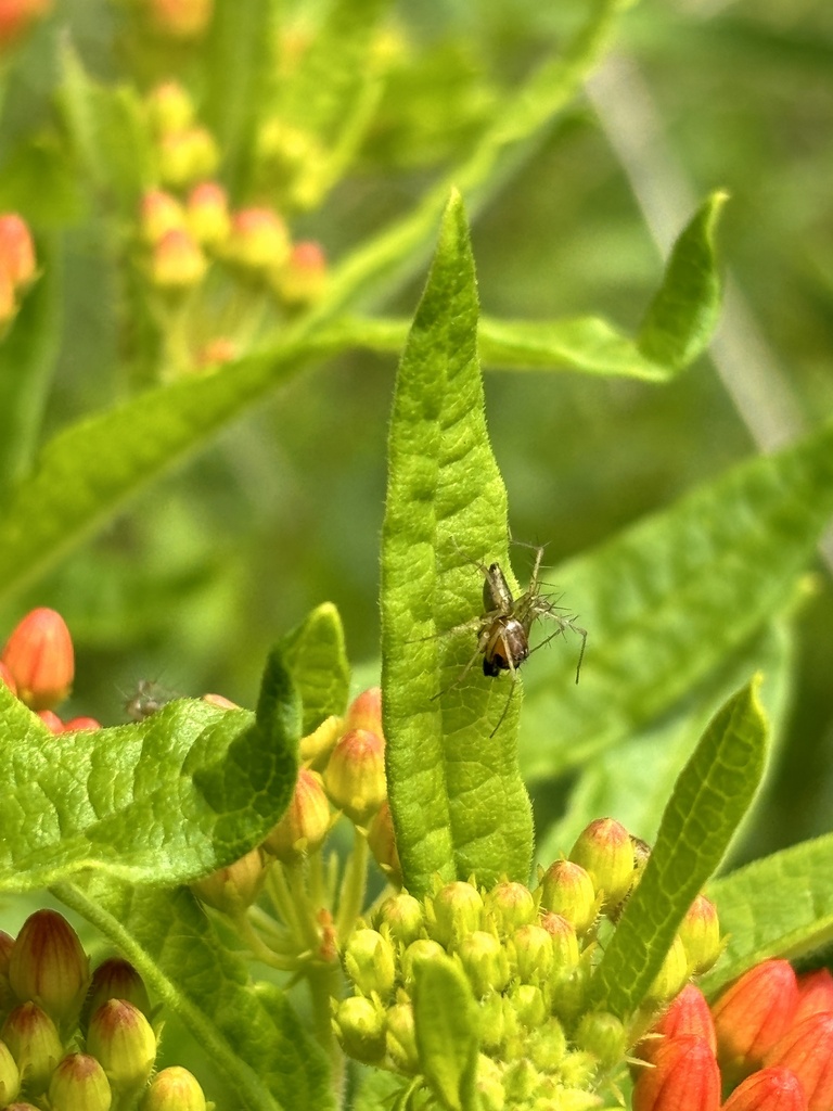 Striped Lynx Spider from US-36, Marysville, OH, US on June 11, 2024 at ...