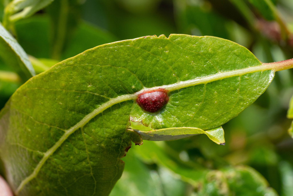 Willow Apple Gall Sawfly from Owens Peak Wilderness, Inyokern, CA, US ...
