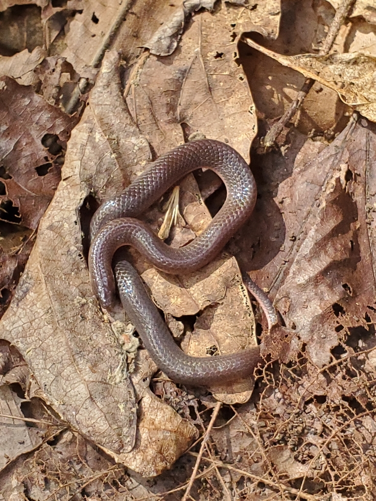 Eastern Worm Snake from Pawtuckett, Charlotte, NC 28214, USA on June 11 ...