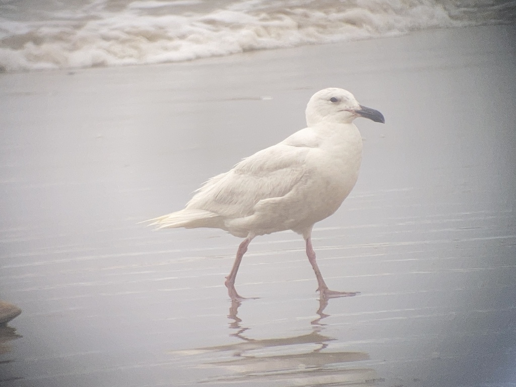 Large White-headed Gulls from Pismo State Beach, CA, US on June 11 ...