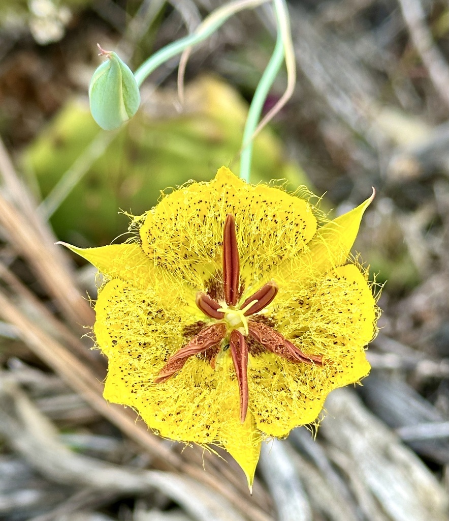 Weed's Mariposa Lily in June 2024 by Karen Straus · iNaturalist
