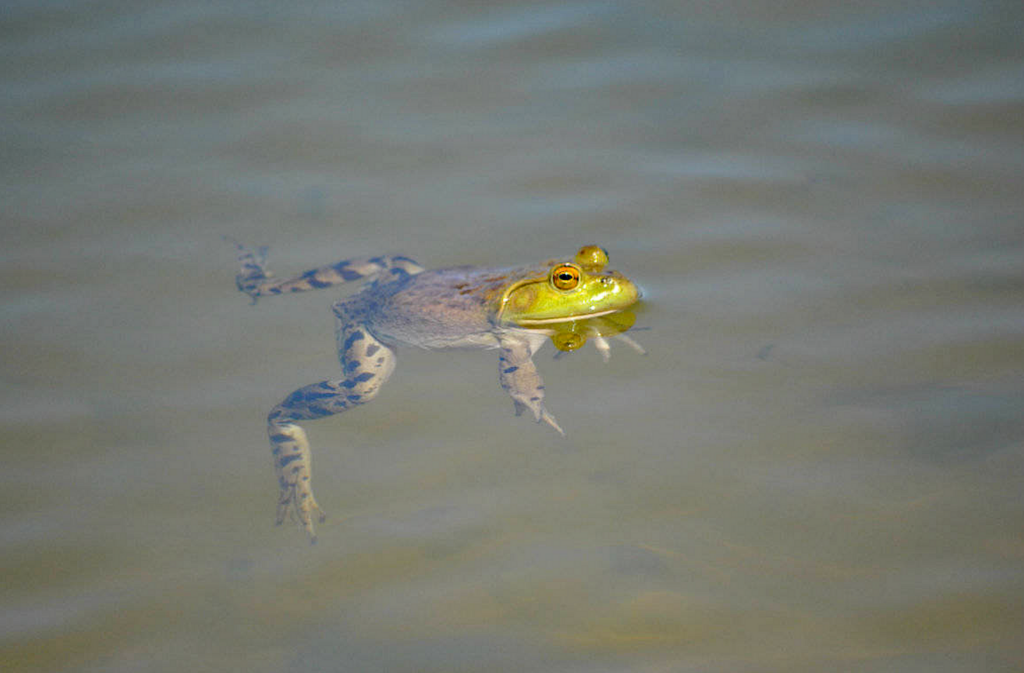 American Bullfrog from Palm Beach County, FL, USA on June 11, 2024 at ...