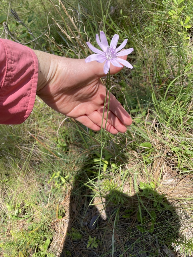 rose rush from Colquitt, GA, US on June 11, 2024 at 11:32 AM by ...