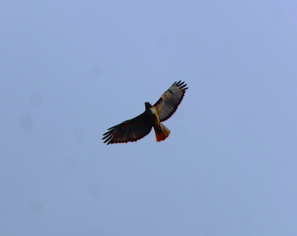 Red-tailed Hawk from Villa del Carbón, State of Mexico, Mexico on June ...