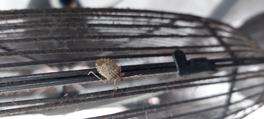 Brown Marmorated Stink Bug from C1295 Cdad. Autónoma de Buenos Aires ...
