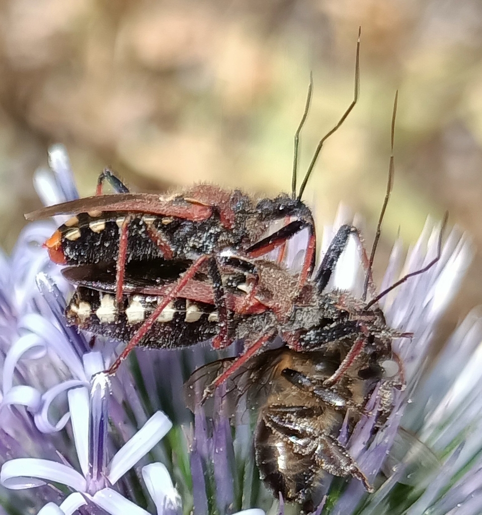 Rhynocoris erythropus in June 2024 by Haroun Nemouchi · iNaturalist