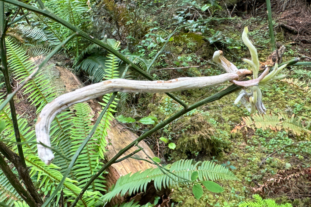 Exobasidium parvifolii from Island County, WA, USA on June 11, 2024 at ...