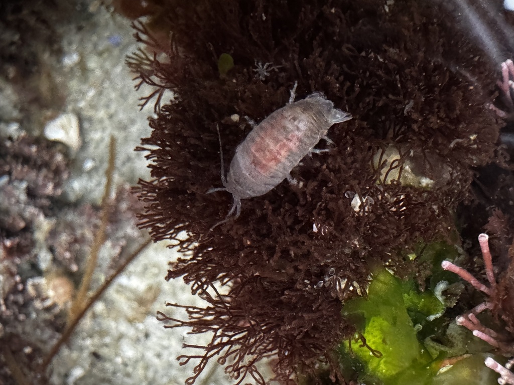 Harford's Isopod from North Pacific Ocean, CA, US on June 8, 2024 at 06 ...