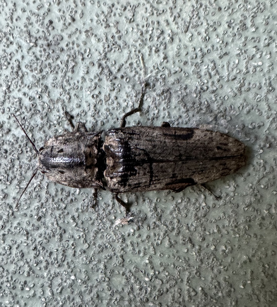 Cryptalaus larvatus pini in June 2024 by Hongda · iNaturalist