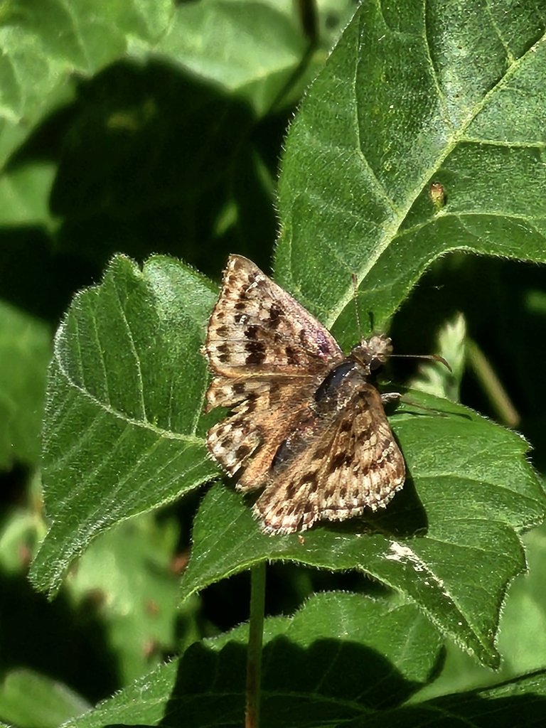 Mottled Duskywing in June 2024 by Paul Carter · iNaturalist