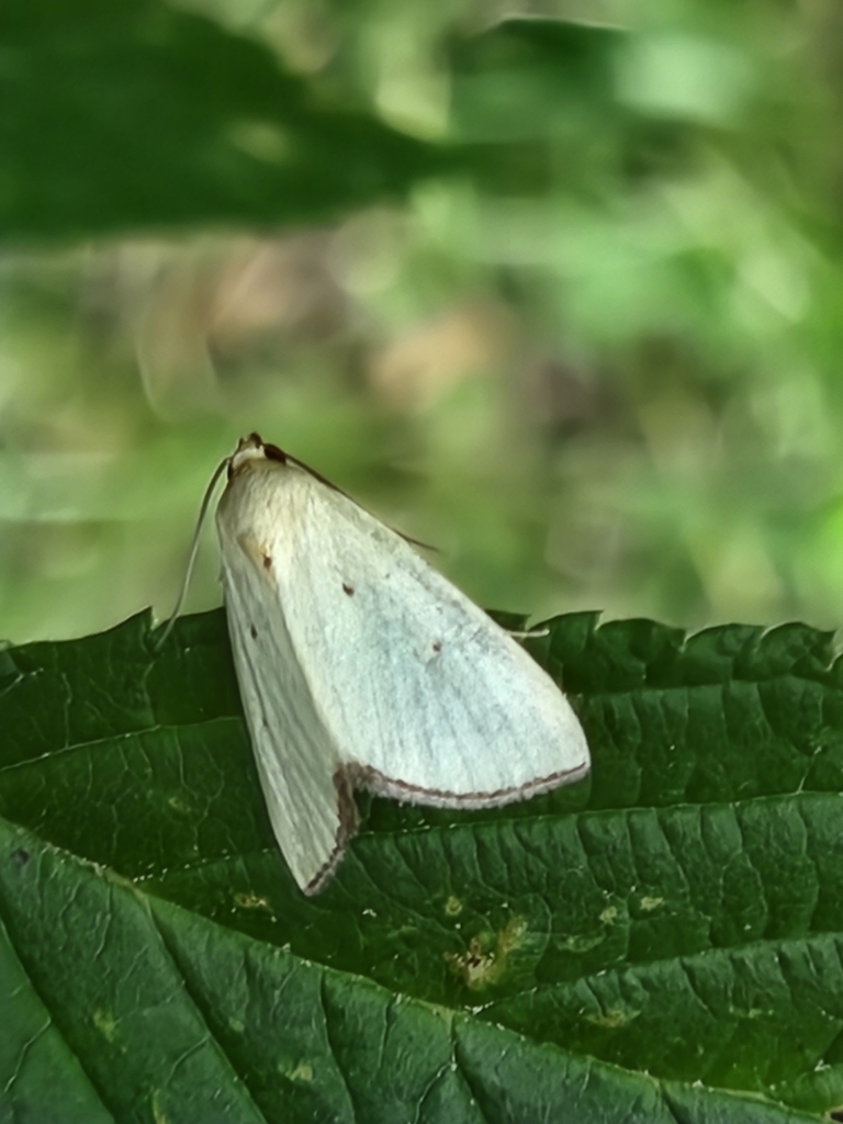 Black-bordered Lemon Moth from Boalsburg, PA 16827, USA on June 11 ...