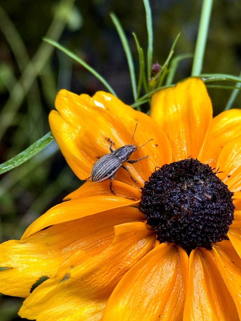 White-fringed weevil from Ridgepath Way, Cary, NC, US on June 11, 2024 ...