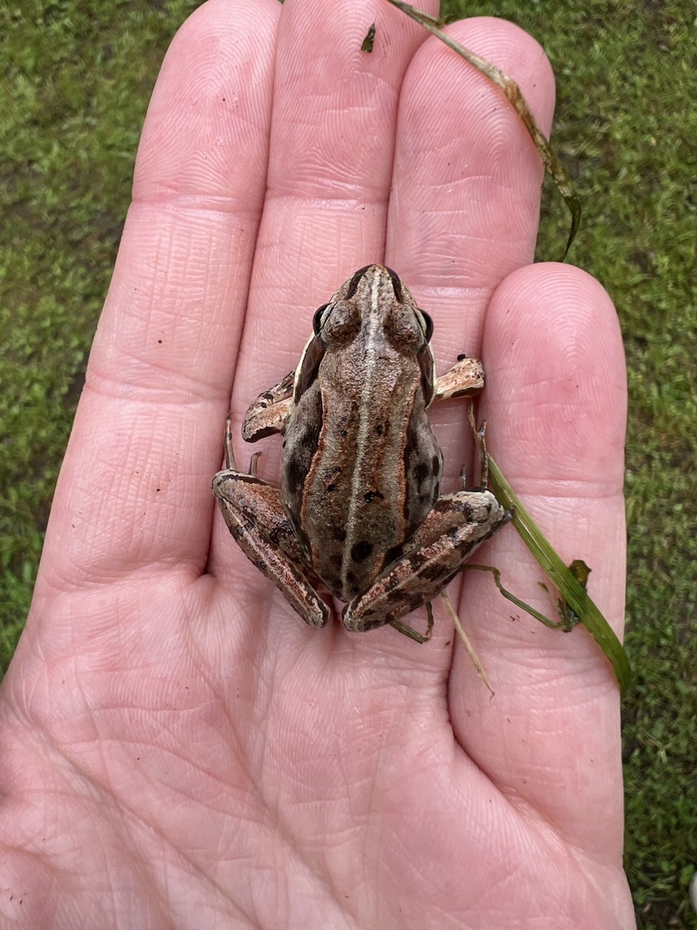 Wood Frog from Northern Highland American Legion State Forest ...