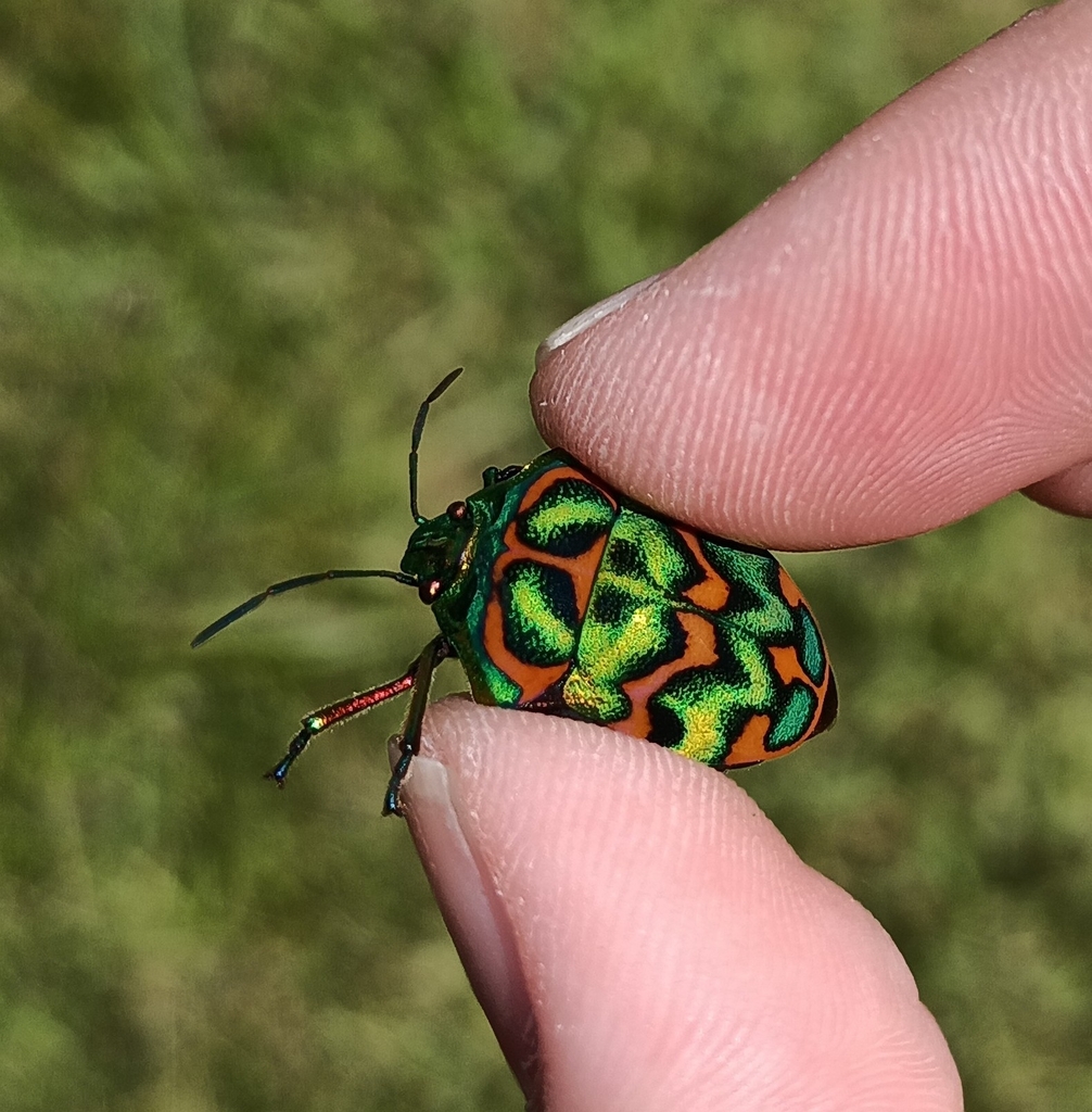 Poecilocoris splendidulus from 日本 〒782-0063 on June 7, 2024 at 02:12 PM ...