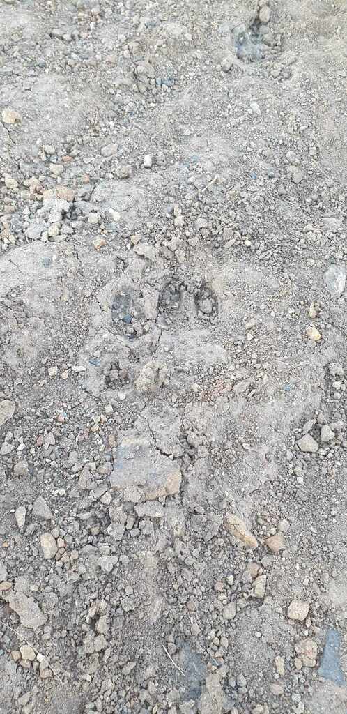 Northern Hairy-nosed Wombat from Albinia QLD 4722, Australia on June 12 ...