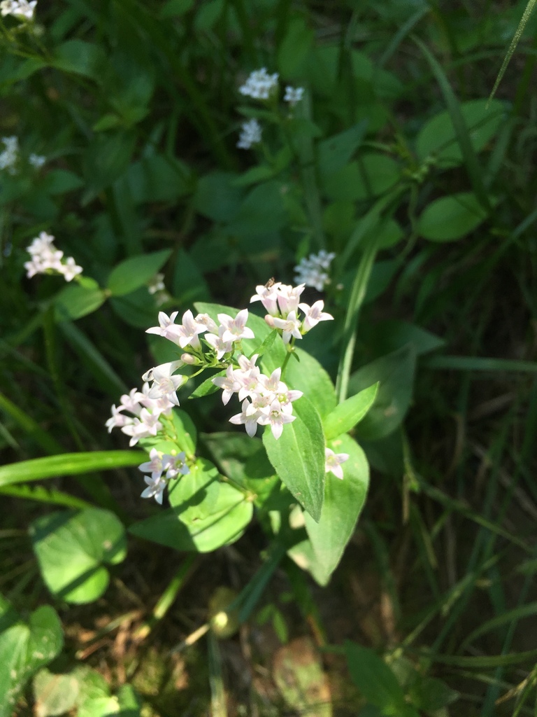 summer bluet from 5501 Wanderlust Ln, Durham, NC, US on May 18, 2019 at ...