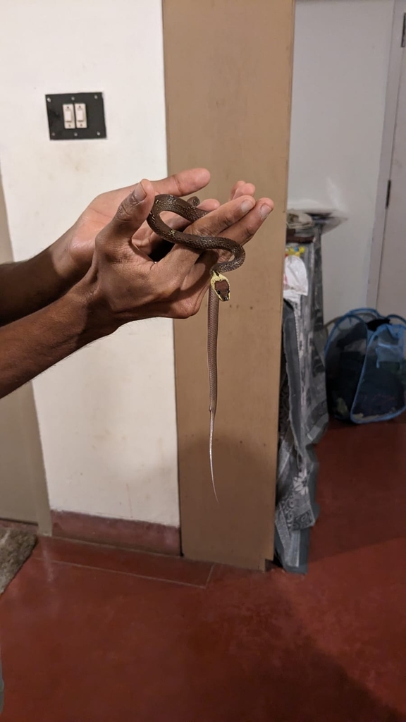 Yellow-collared Wolf Snake from X855+99C, Varadenahalli, Karnataka ...