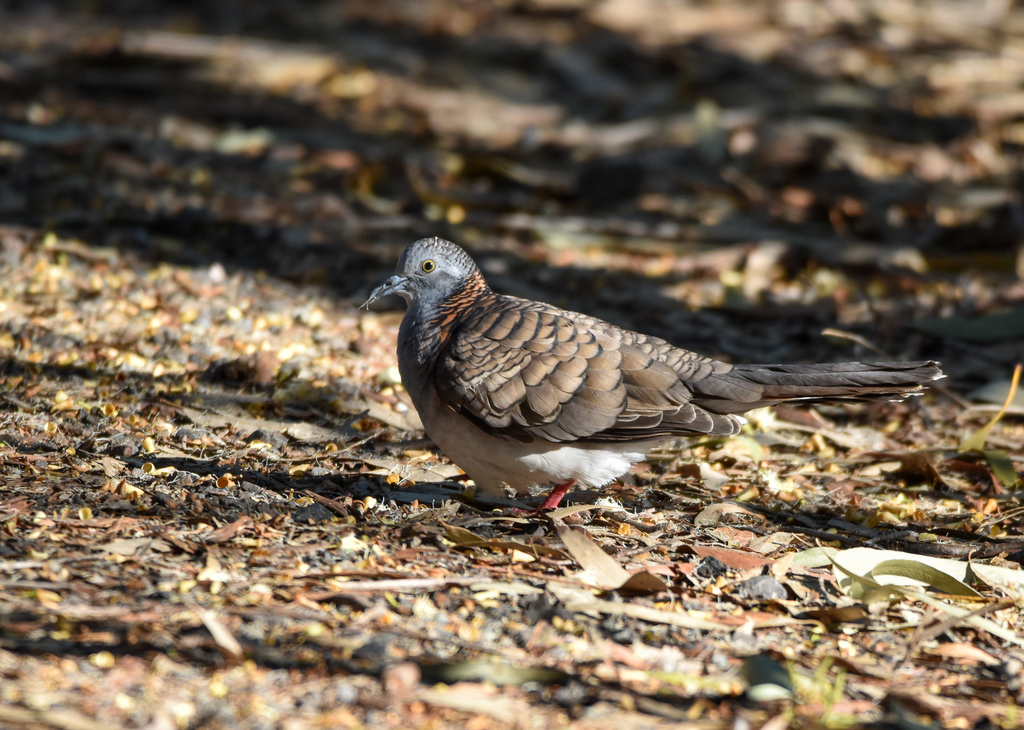 Bar-shouldered Dove from Brisbane QLD, Australia on June 12, 2024 at 08 ...