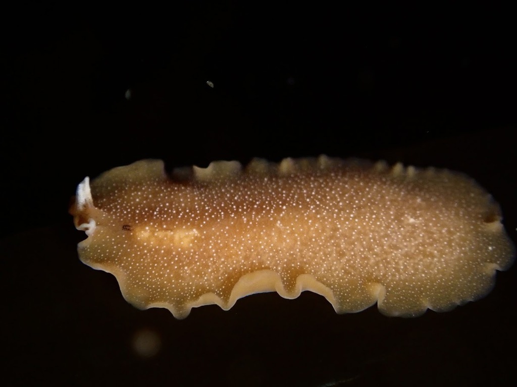 Cotylea sp.2 (Polyclad flatworms of California) · iNaturalist