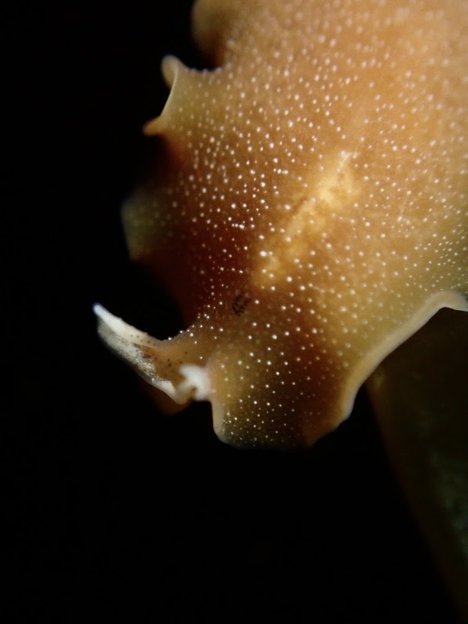 Cotylea sp.2 (Polyclad flatworms of California) · iNaturalist