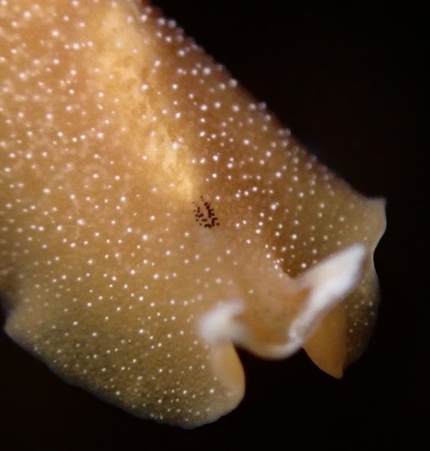 Cotylea sp.2 (Polyclad flatworms of California) · iNaturalist