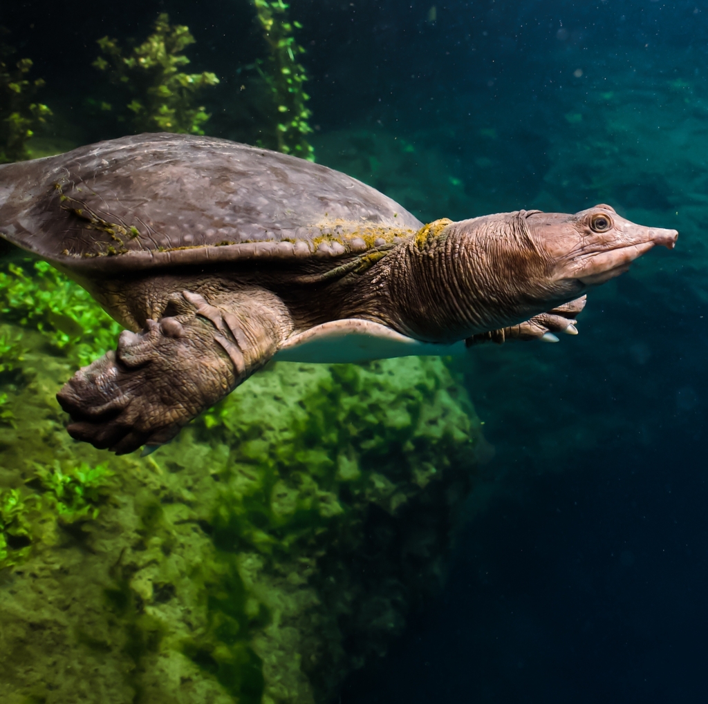 Florida Softshell Turtle from Williston, FL 32696, USA on November 22 ...