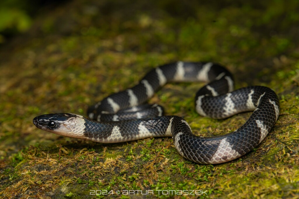 Luzon Shrub Snake in May 2024 by Artur Tomaszek · iNaturalist