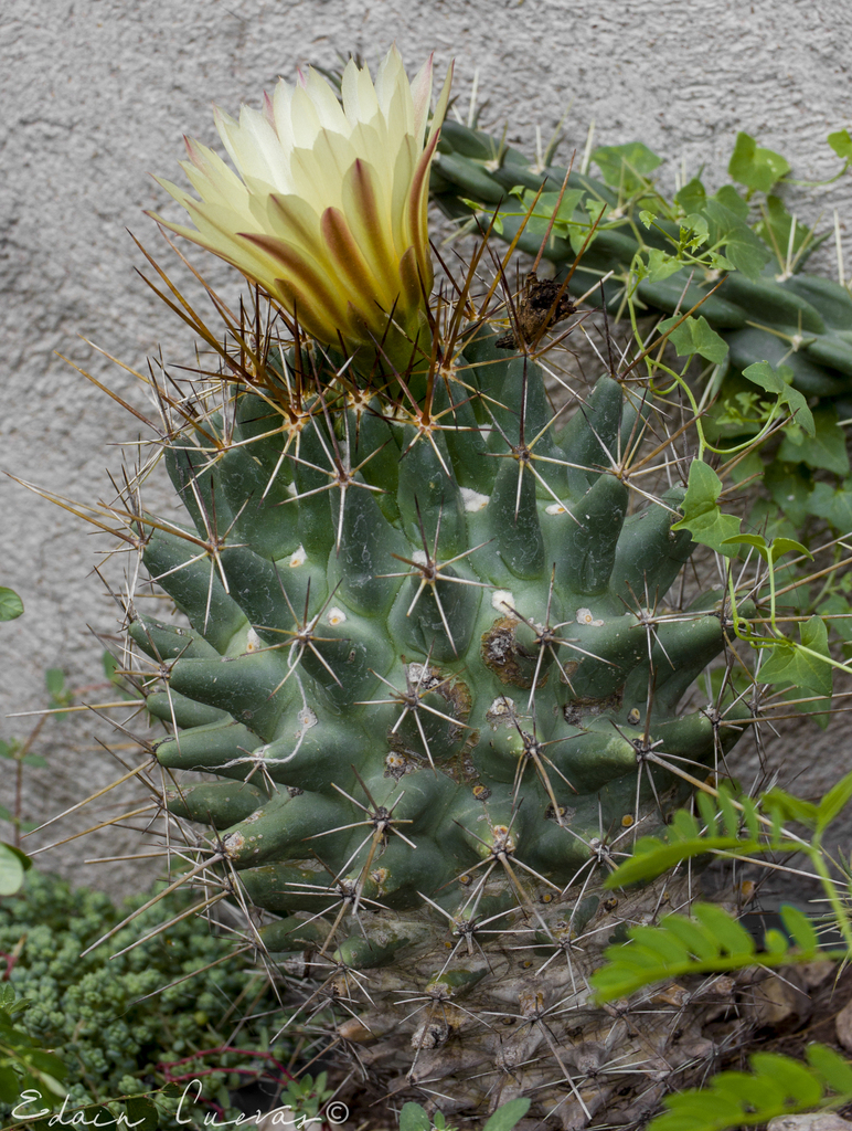 Coryphantha octacantha from Zimapán, Hgo., México on June 10, 2024 at ...