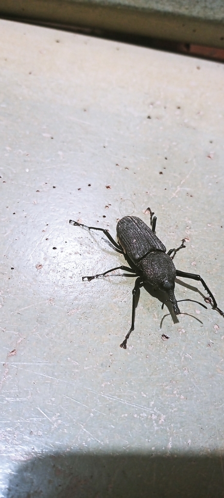 Bearded Weevil from Alta Floresta - MT, 78580-000, Brasil on June 11 ...