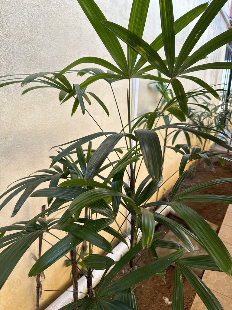 Little Lady Palm from Kampung Demong, Kampung Raja, Terengganu, MY on ...