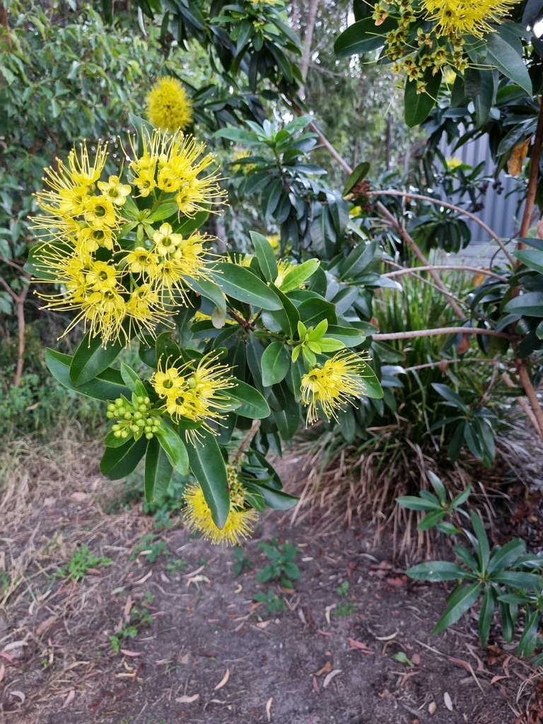 Golden Penda from Burpengary QLD 4505, Australia on June 12, 2024 at 05 ...