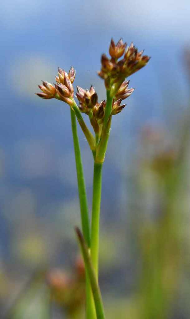 Jointed rush in June 2024 by Tig. Weed in garden pond. · iNaturalist