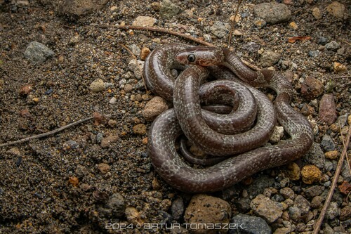 Lycodon muelleri · NaturaLista Colombia