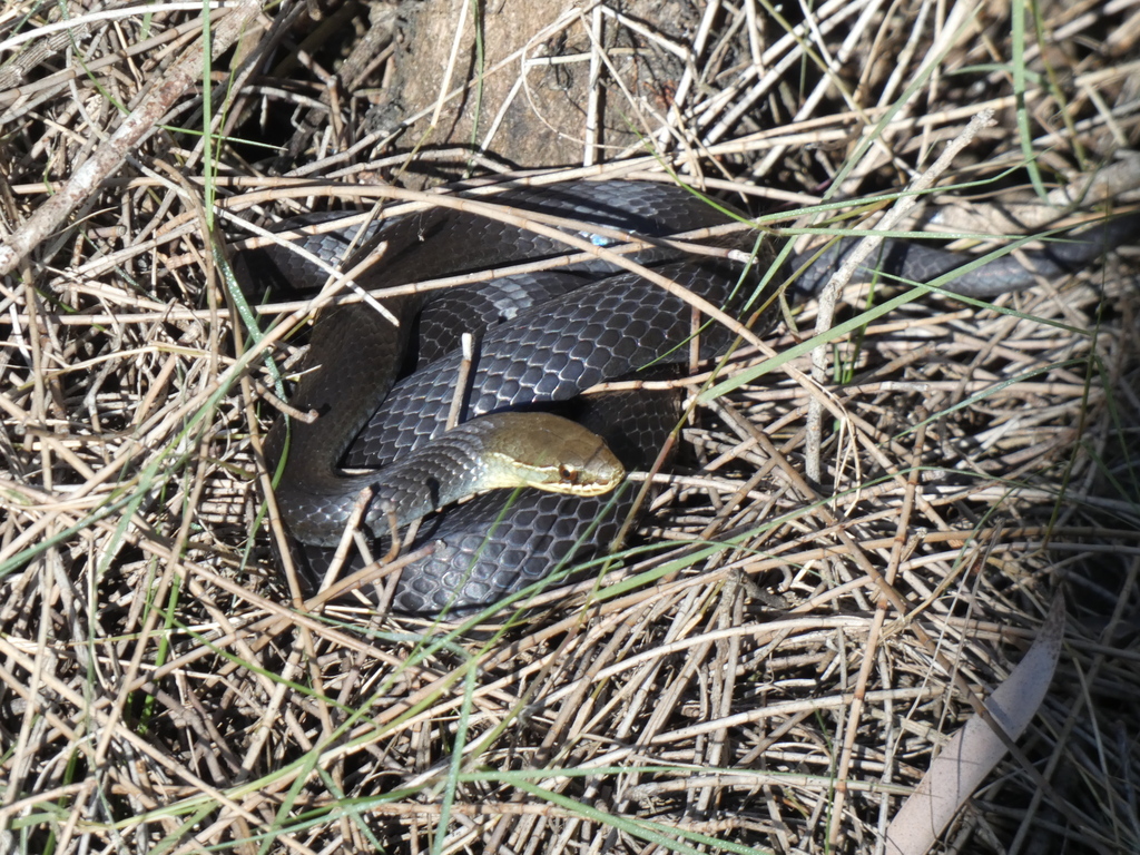 Marsh Snake from Brisbane QLD, Australia on June 12, 2024 at 09:16 AM ...