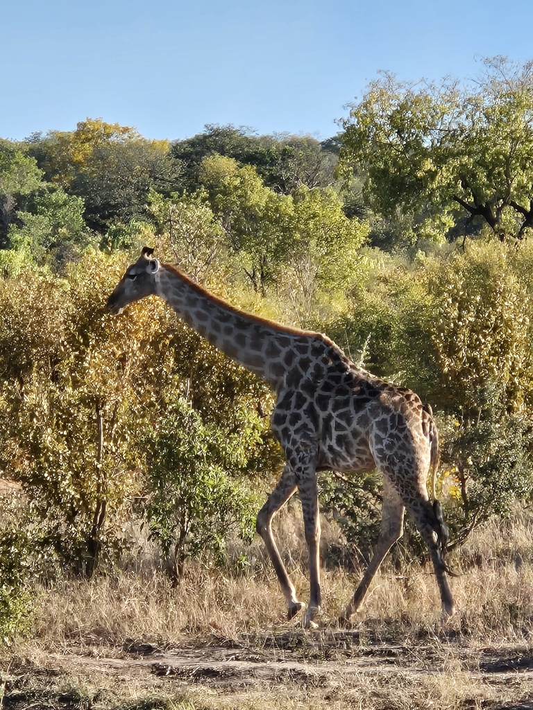 Southern Giraffe from Hwange, Zimbabwe on June 12, 2024 at 08:03 AM by ...
