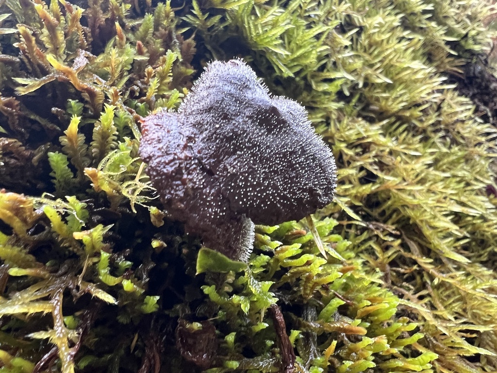 Pseudohydnum orbiculare from South Island / Te Waipounamu, Runanga ...