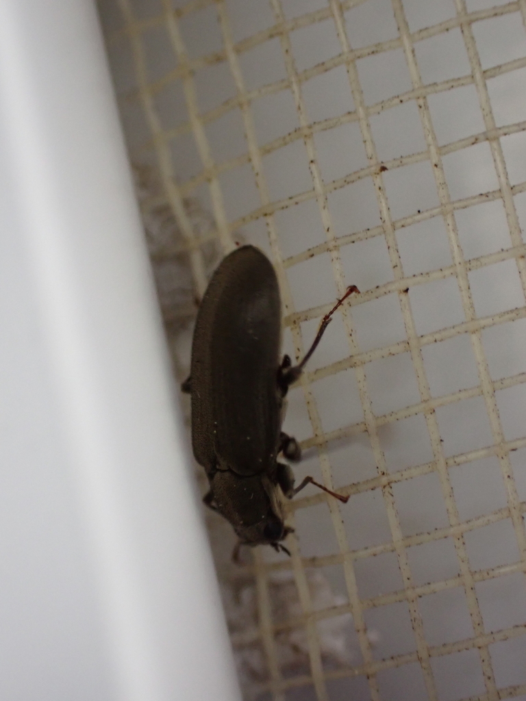 long-toed water beetles from 600台灣嘉義市東區 on June 5, 2024 at 10:11 PM by ...