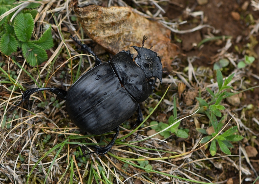 Synapsis tridens from Heqing County, Dali, Yunnan, China on June 12 ...