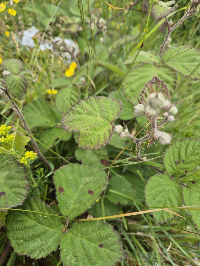 European Blackberry from Silverdale, UK on June 12, 2024 at 01:27 PM by ...