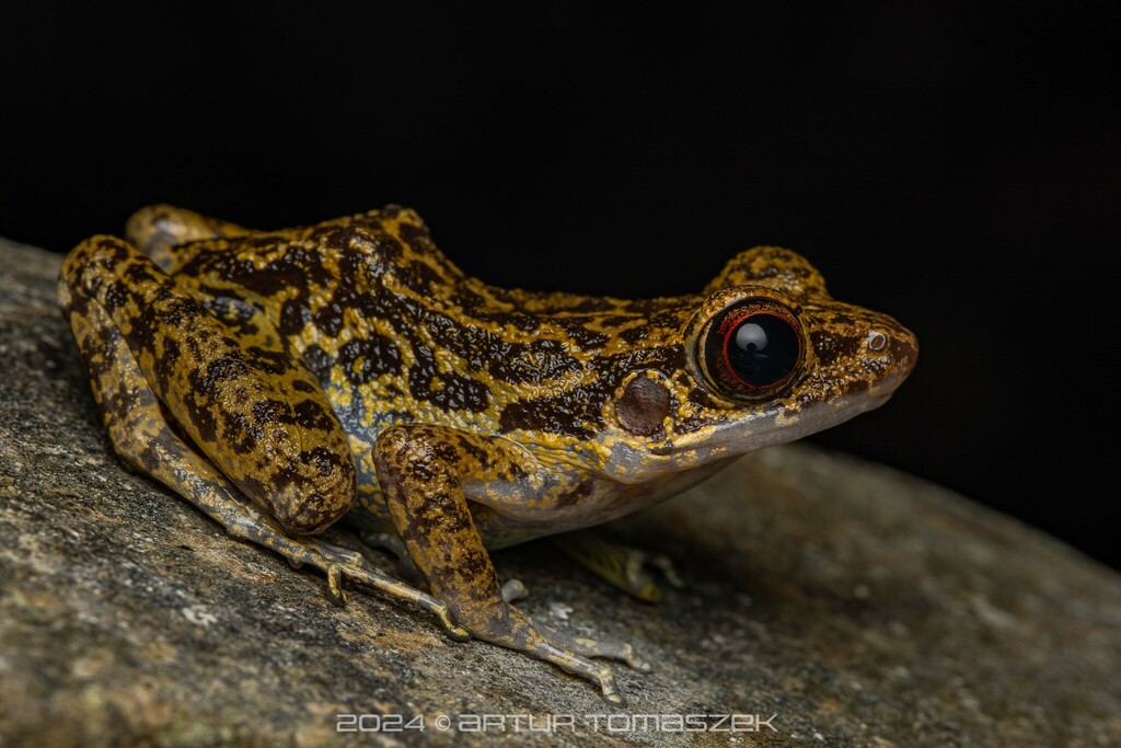 Culion Frog in June 2024 by Artur Tomaszek · iNaturalist