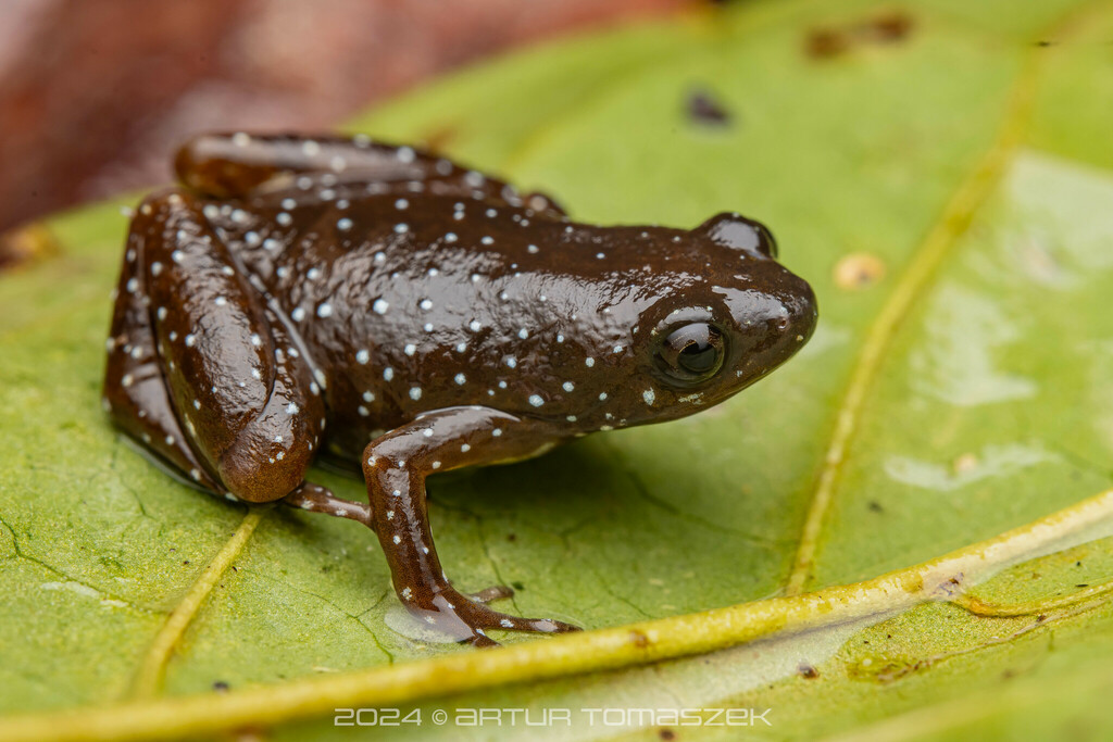 Yellow-spotted Narrow-mouthed Frog in June 2024 by Artur Tomaszek ...