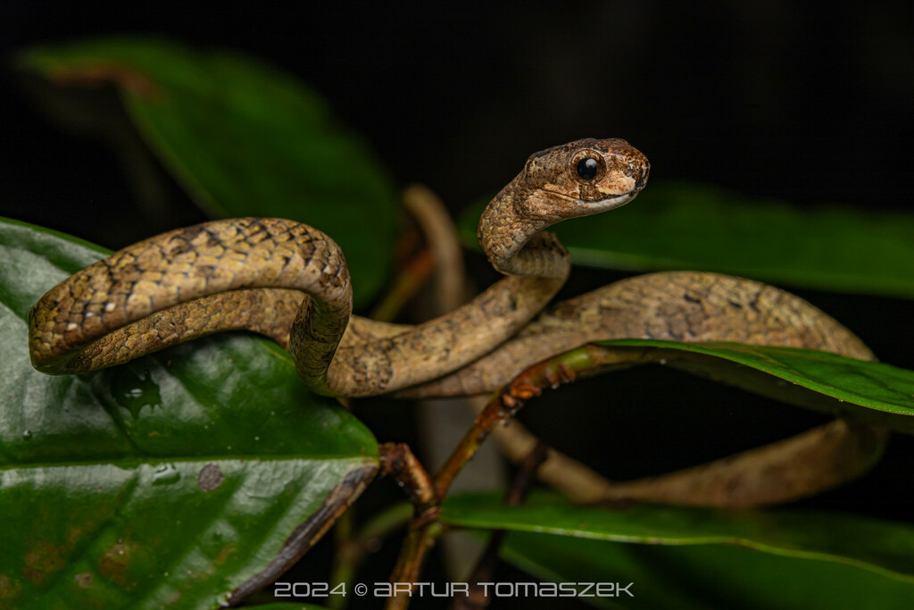 Blunthead Slug Snake in June 2024 by Artur Tomaszek · iNaturalist