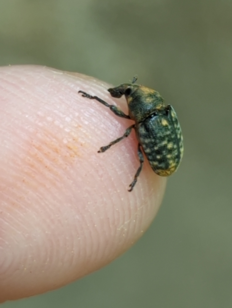 Blunt Knapweed Flower Weevil from Mancelona Township, MI, USA on June ...