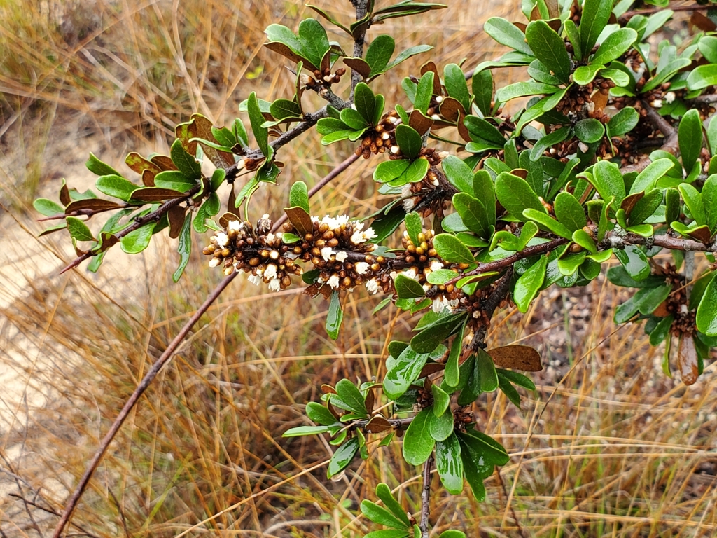 Tough Bully from Avon Park, FL 33825, USA on June 12, 2024 at 08:50 AM ...