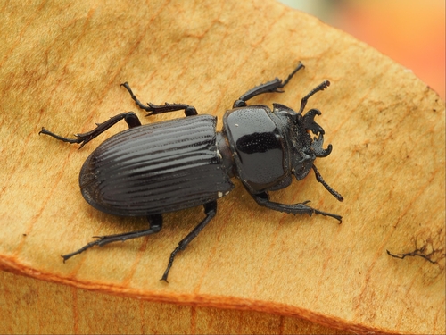 Nigidius formosanus · iNaturalist Mexico